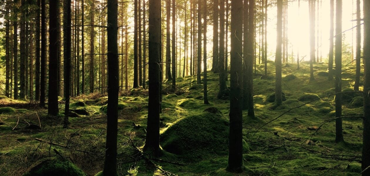 Caliban Monologue (Act 1, Scene 2) | Monologues Unpacked